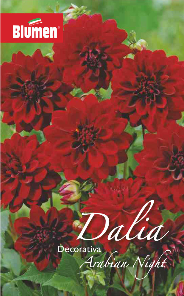 Dalia Decorativa Arabian Night - Blumen