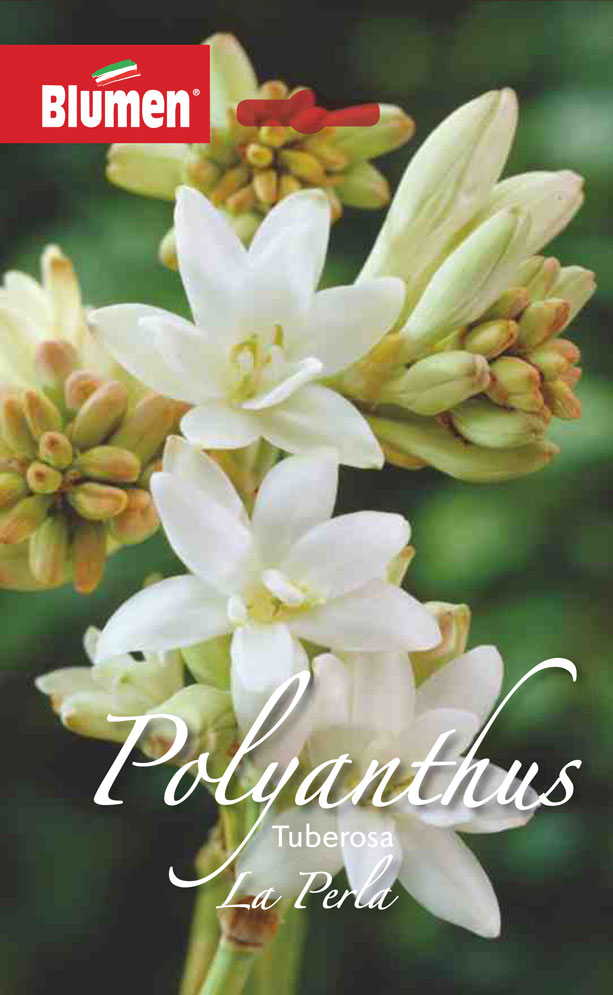 Polyanthus Tuberosa La Perla - Blumen