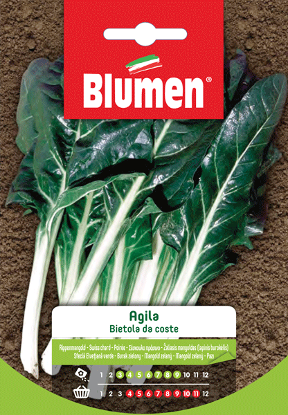 Bieta Da Coste Agila - Blumen