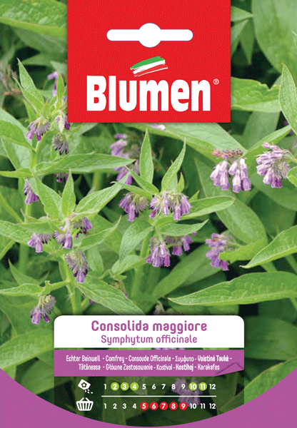 Consolida Maggiore - Blumen